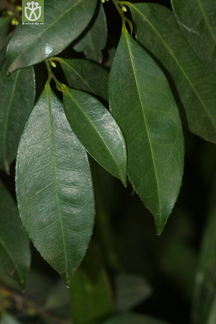 细齿叶柃用途,细齿叶柃花,细齿叶柃的别名(第8页)_大山谷图库
