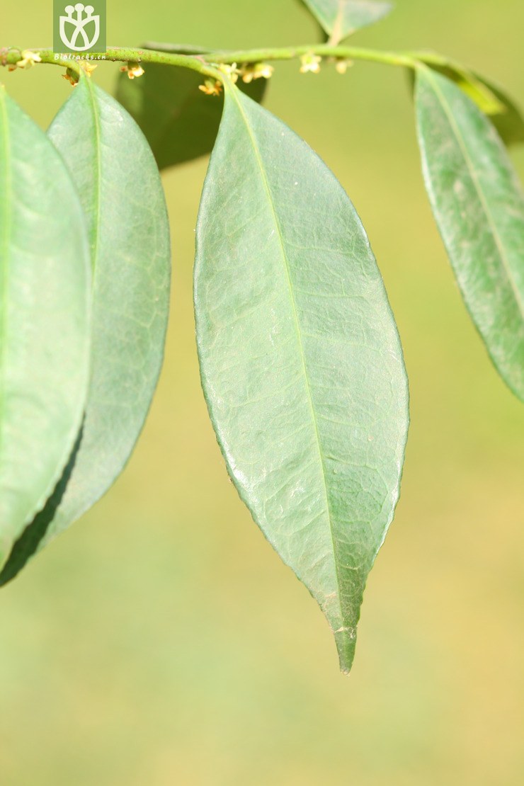 细齿叶柃家养,细齿叶柃(第3页)_大山谷图库