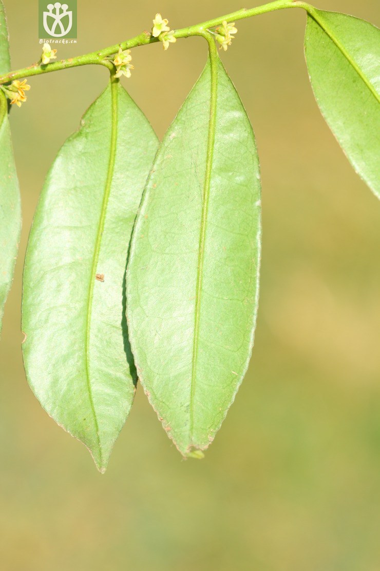 细齿叶柃的别名,细齿叶柃的价值,细齿叶柃用途(第10页)_大山谷图库