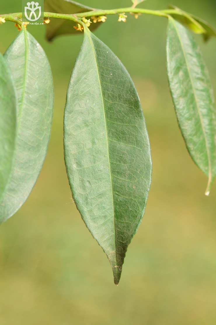 叶柃,_大山谷图库