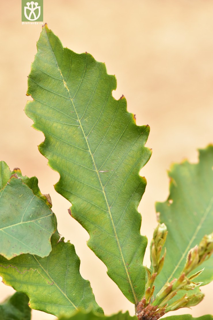 白栎,小叶栎,岩栎_大山谷图库