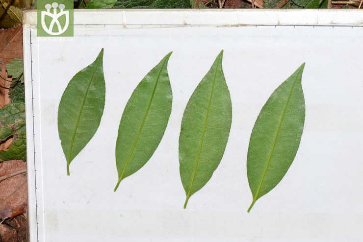 细齿叶柃盆景,细齿叶柃盆景图片,细齿叶柃的价值(第3页)_大山谷图库